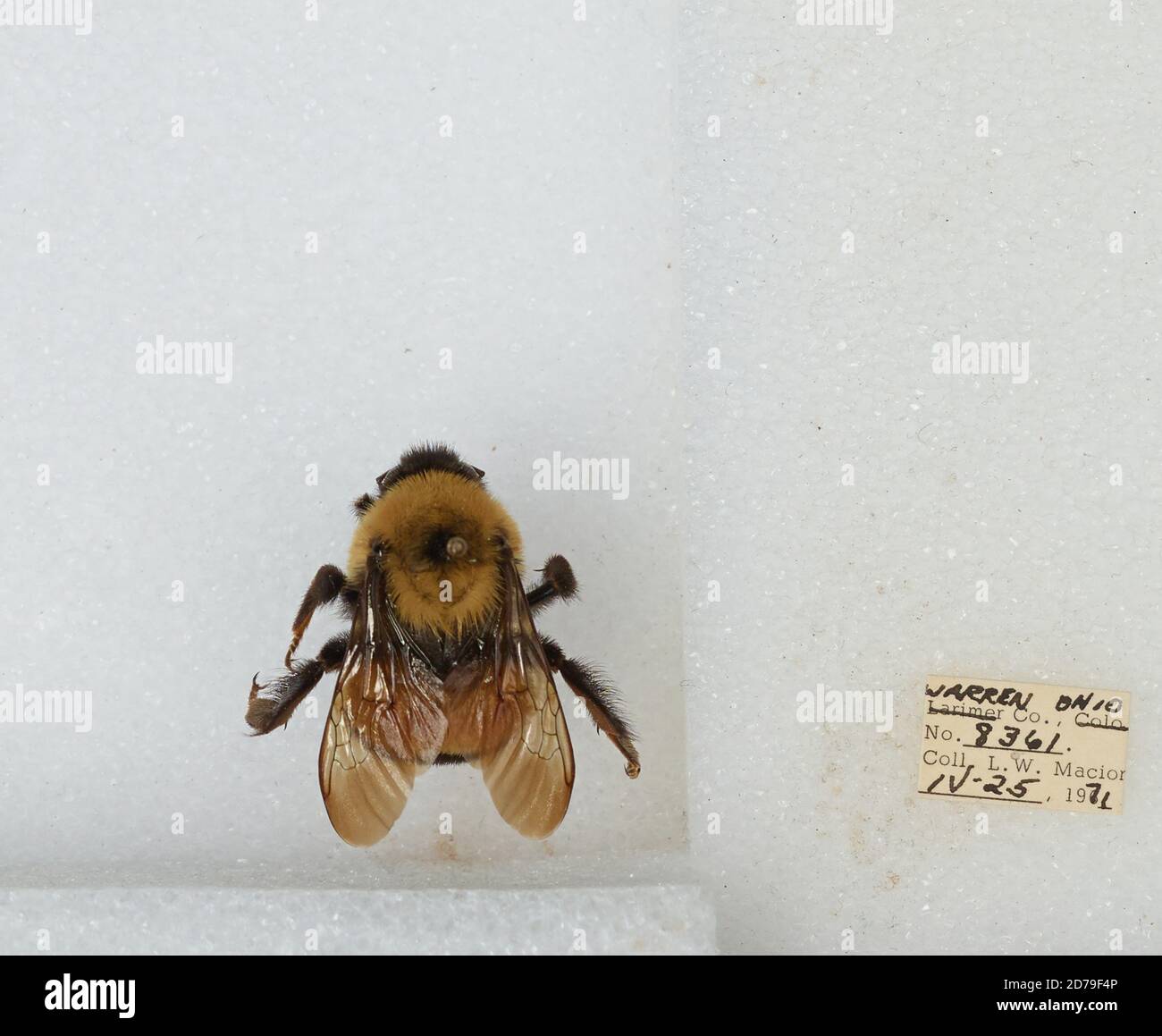 Warren, Ohio, United States, Bombus (Bombus) affinis Cresson, Animalia ...