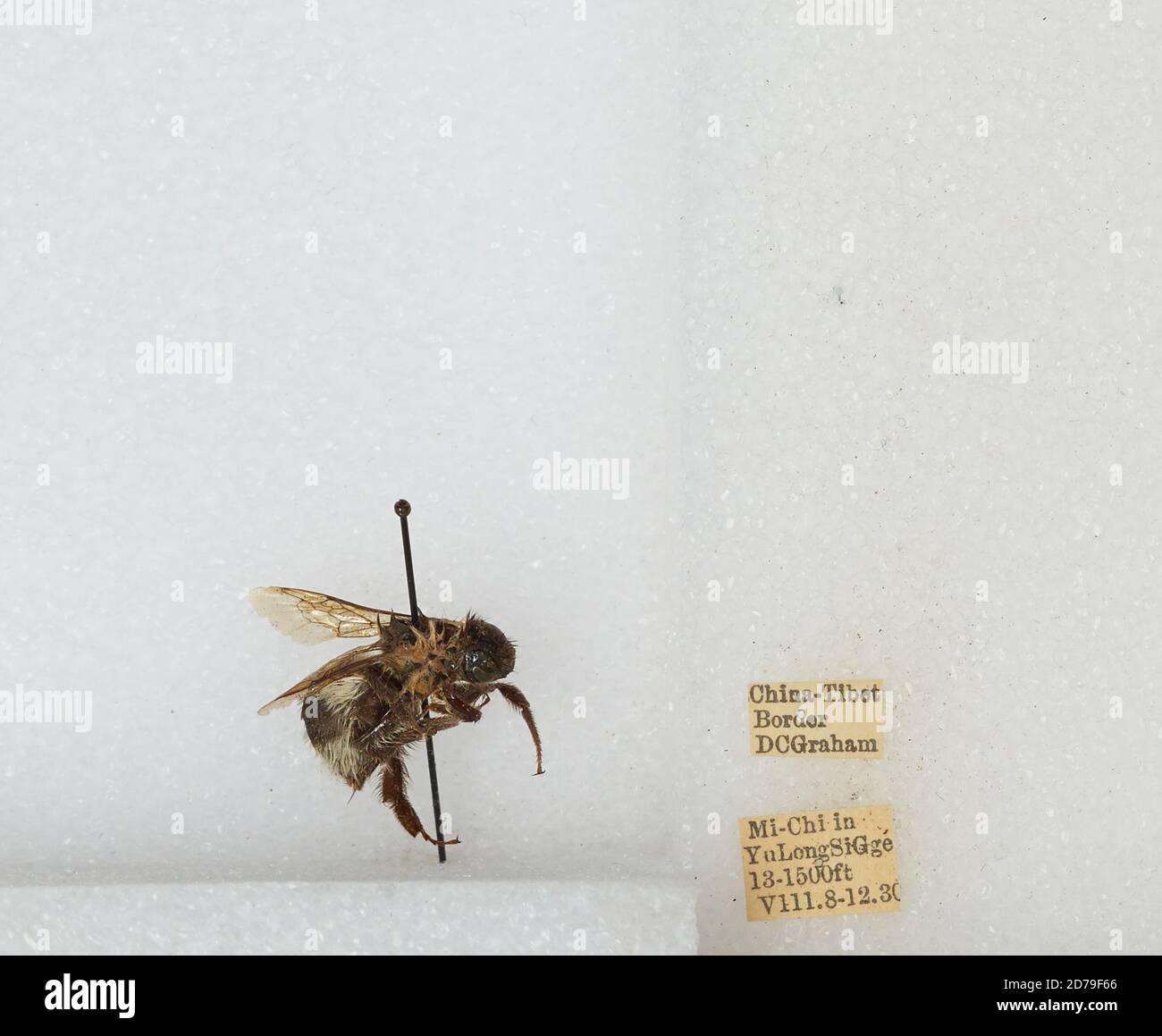 Mi-Chi in Yu Long Si Gorge, China-Tibet border, China, Bombus sp ...