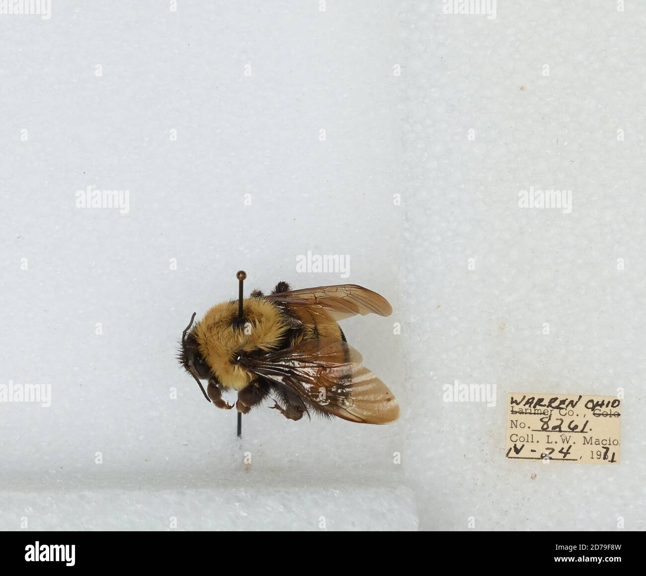 Warren, Ohio, United States, Bombus (Bombus) affinis Cresson, Animalia ...