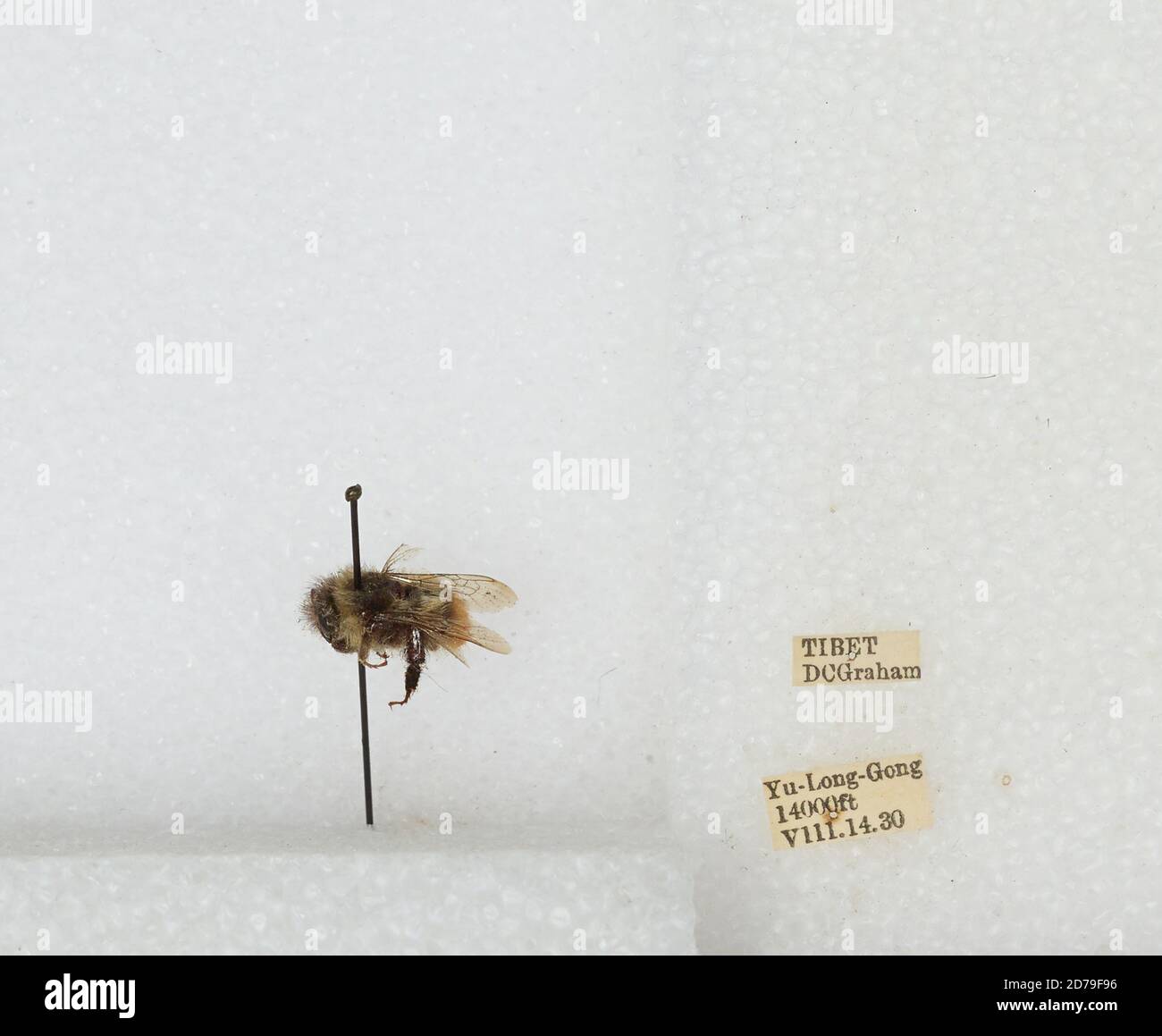 Yulong Gong, Tibet Autonomous Region, China, Bombus sp., Animalia ...