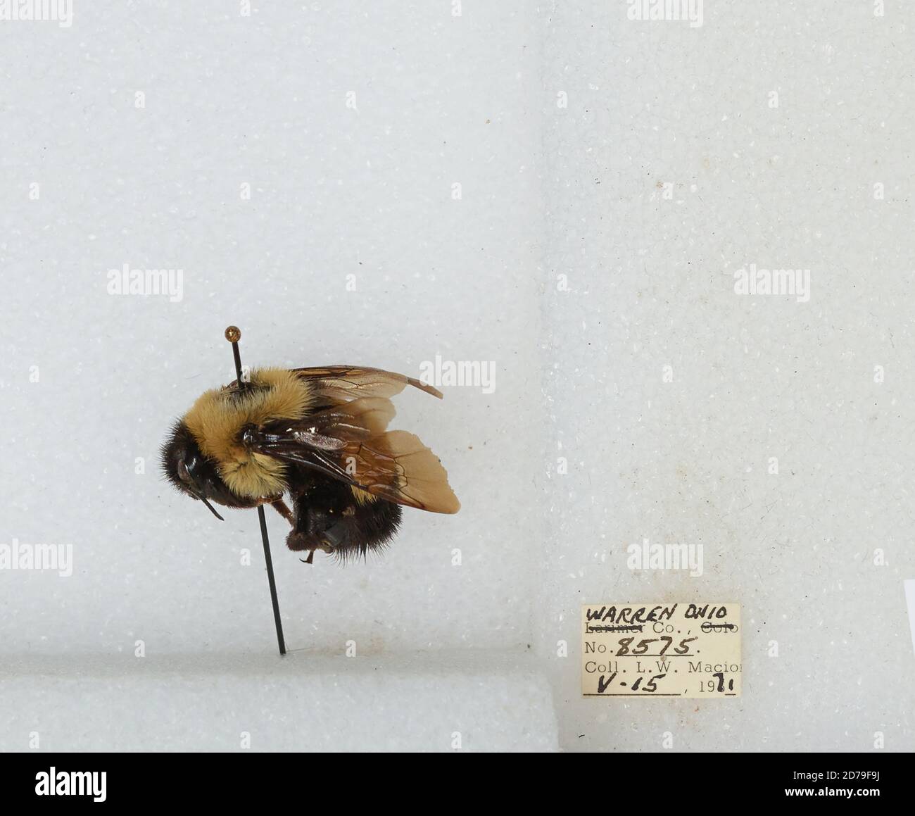 Warren, Ohio, United States, Bombus (Bombus) affinis Cresson, Animalia ...
