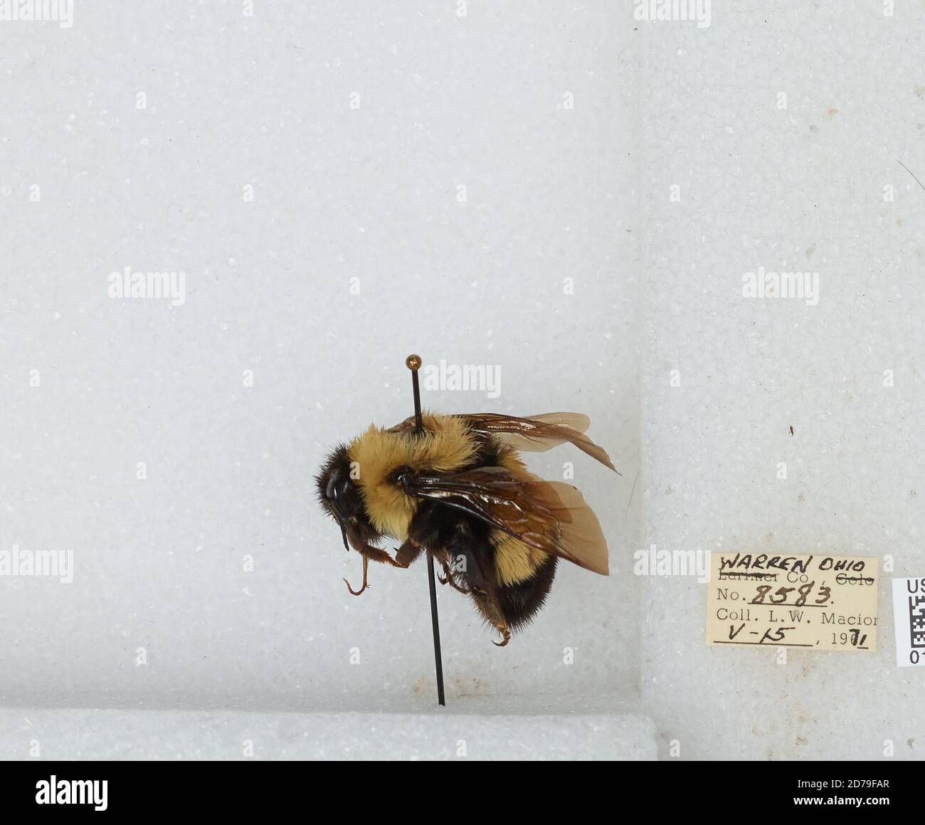 Warren, Ohio, United States, Bombus (Bombus) affinis Cresson, Animalia ...