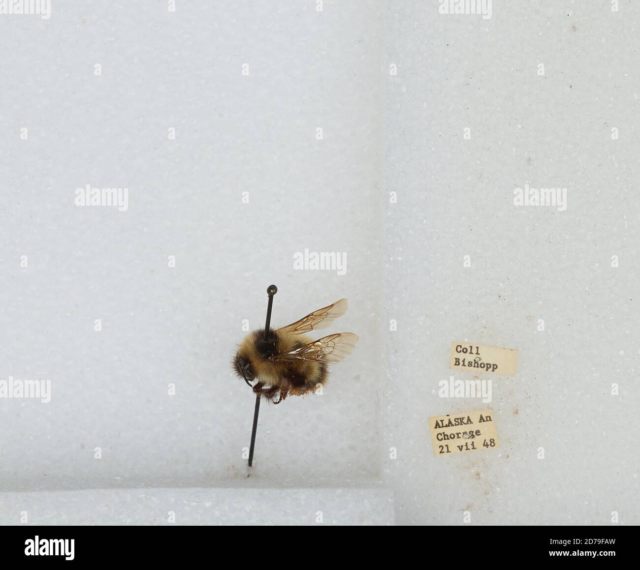 Anchorage, Alaska, United States, Bombus sp., Animalia, Arthropoda ...
