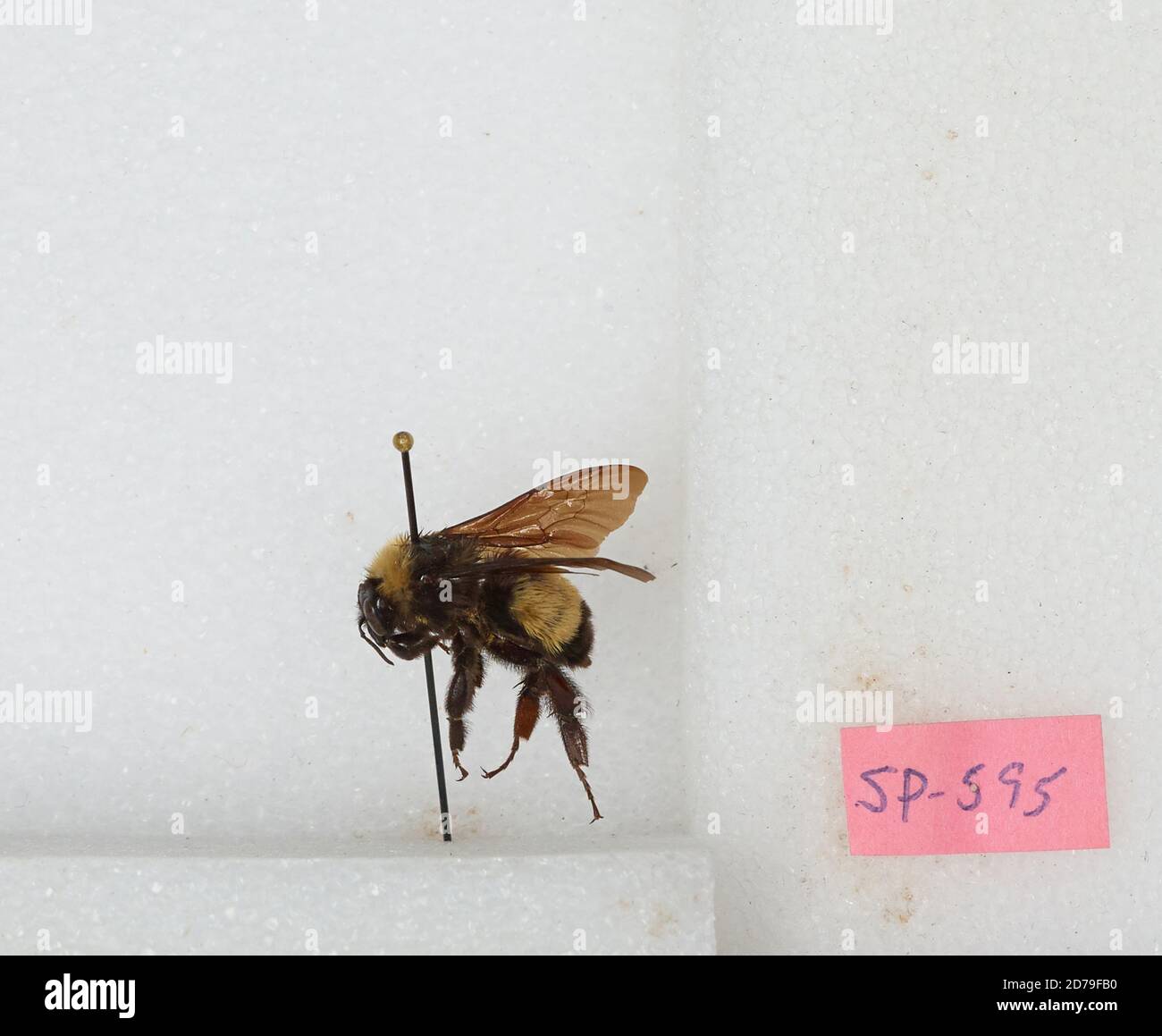 Bombus sp., Animalia, Arthropoda, Insecta, Hymenoptera, Apidae, Apinae ...
