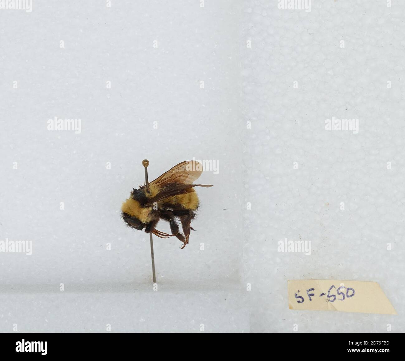 Bombus sp., Animalia, Arthropoda, Insecta, Hymenoptera, Apidae, Apinae ...