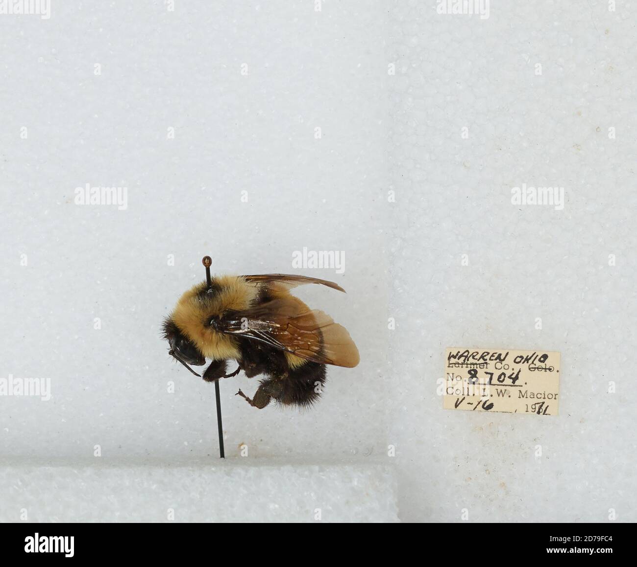 Warren, Ohio, United States, Bombus (Bombus) affinis Cresson, Animalia ...