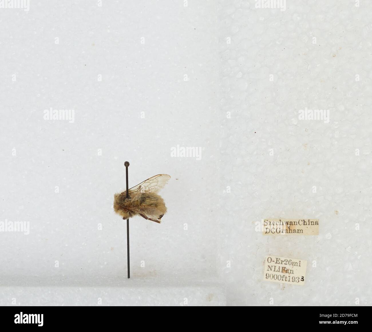 O-Er 26 mi N Li Fan, Sichuan, China, Bombus sp., Animalia, Arthropoda ...