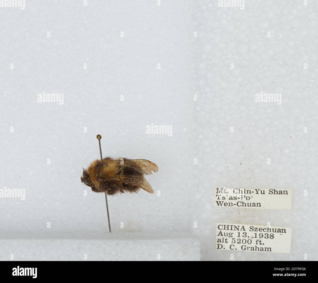 Mt. Chin-Yu Shan Ts'as-Po, Wenchuan Xian, Sichuan, China, Bombus sp ...