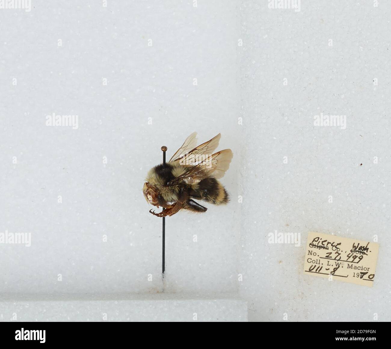 Pierce, Washington, United States, Bombus bifarius nearcticus, Animalia ...