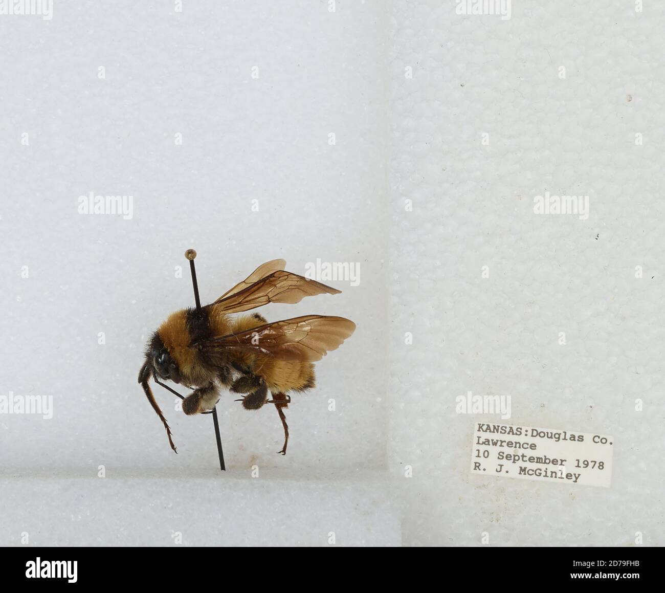 Lawrence, Douglas, Kansas, United States, Bombus sp., Animalia ...