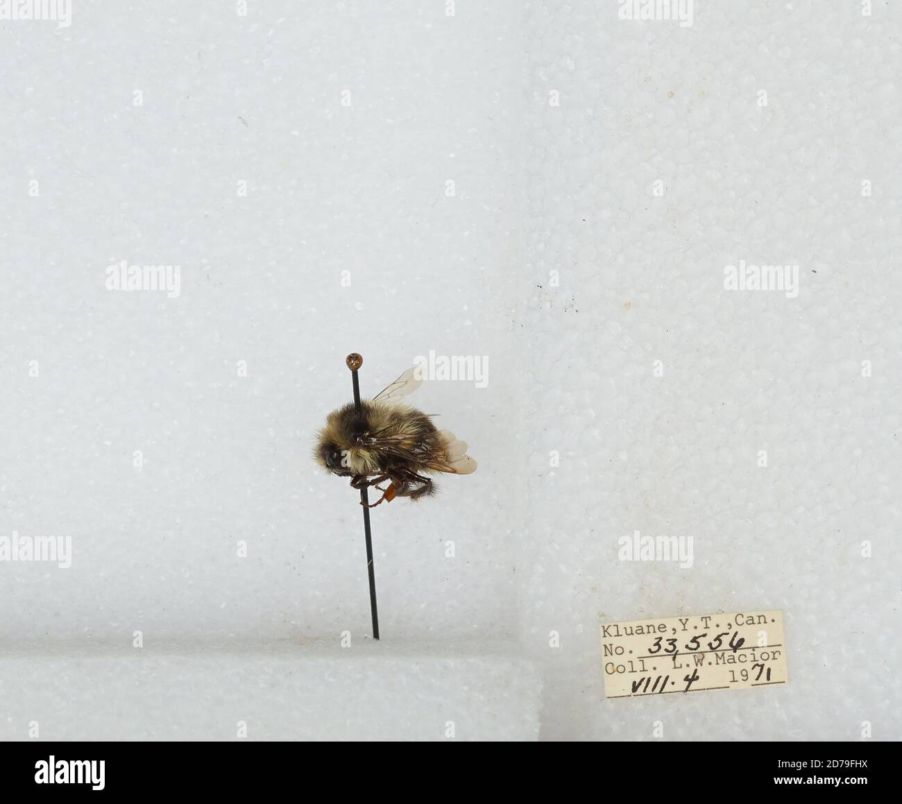 Kluane, Yukon Territory, Canada, Bombus bifarius nearcticus, Animalia ...