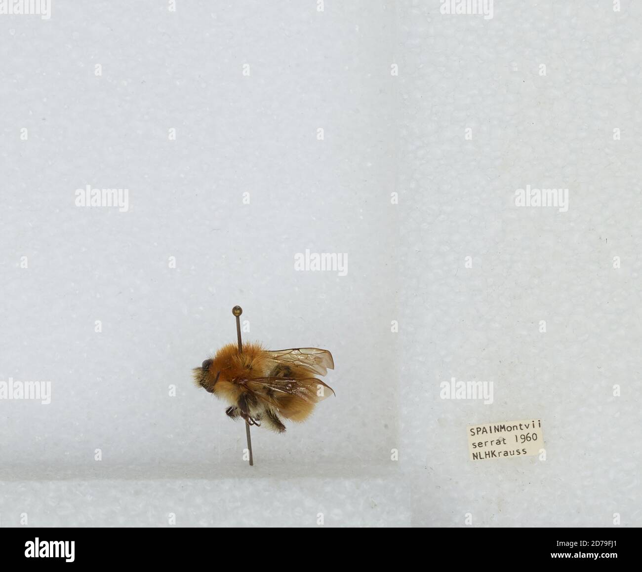 Montserrat, Valencia, Spain, Bombus sp., Animalia, Arthropoda, Insecta ...