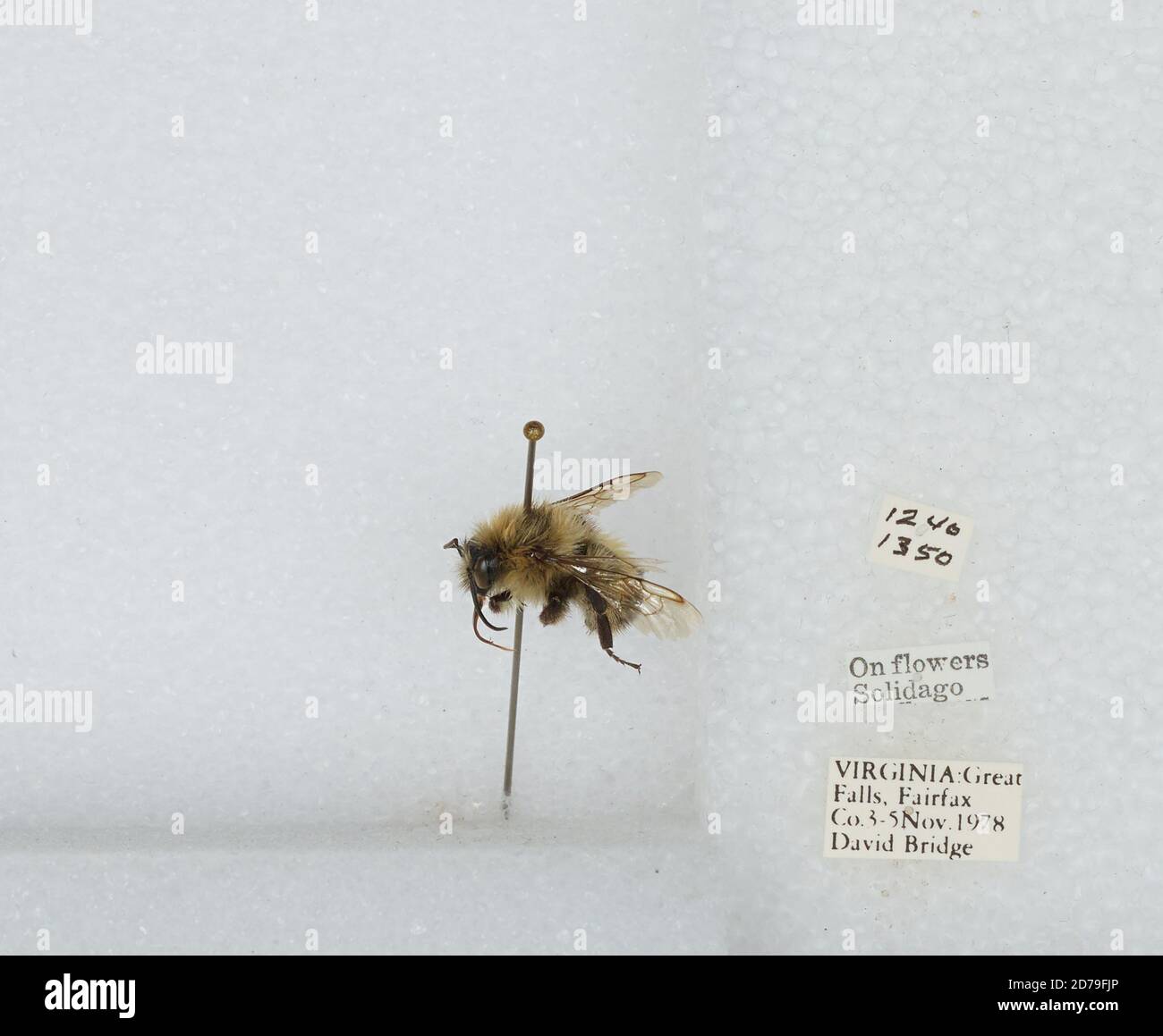 Great Falls, Fairfax, Virginia, United States, Bombus sp., Animalia ...