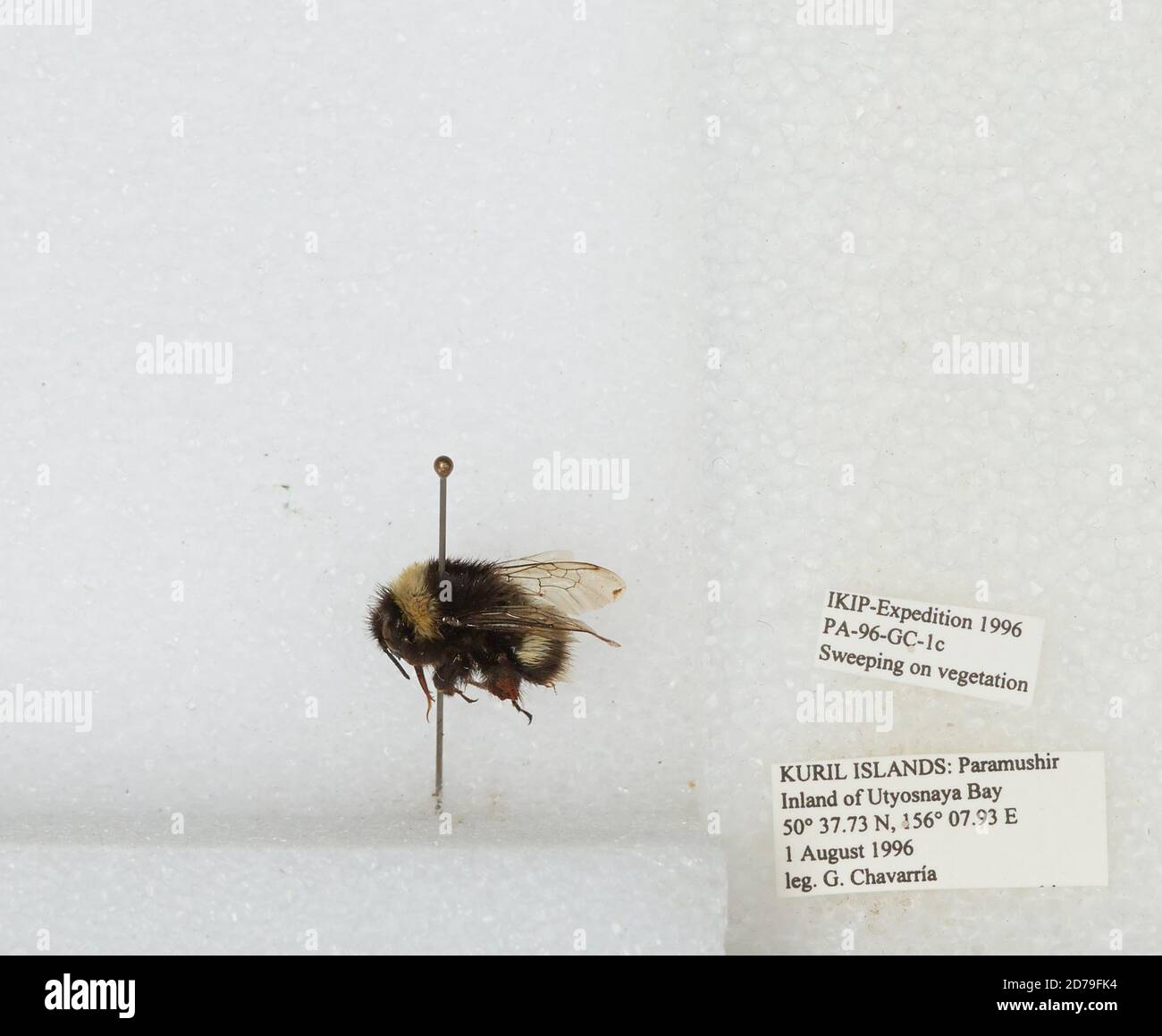 Paramushir Island, inland Of Utyosnaya Bay, Kuril Islands, Sakhalin ...