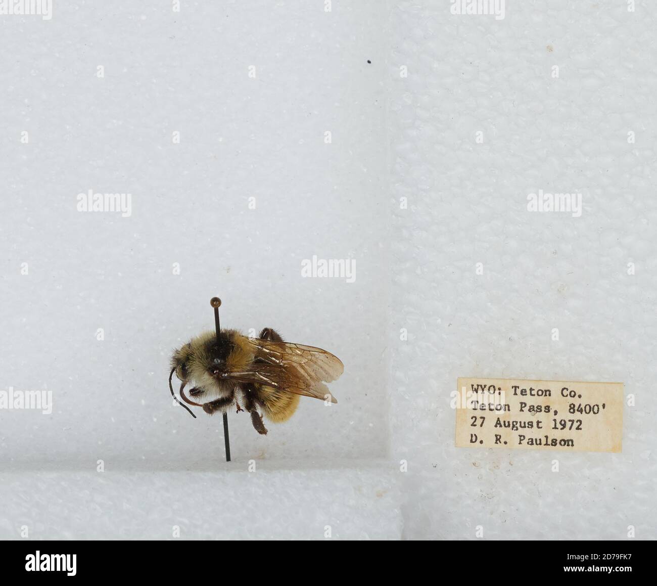 Teton Pass, Teton, Wyoming, United States, Bombus sp., Animalia ...