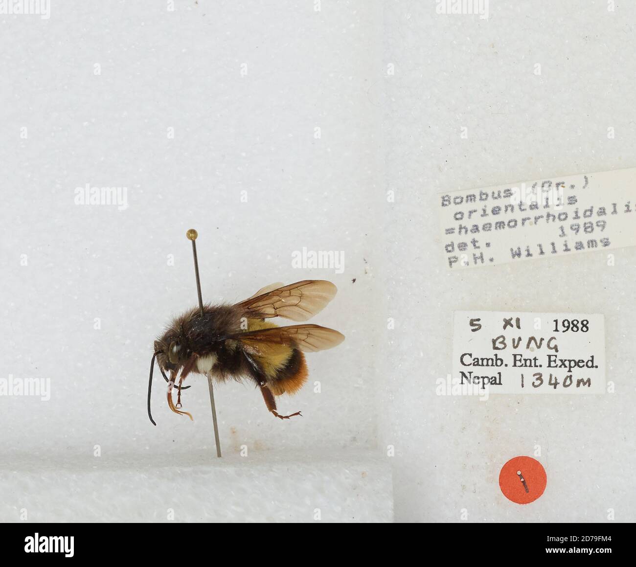 Bung, Eastern Region, Nepal, Bombus sp., Animalia, Arthropoda, Insecta ...