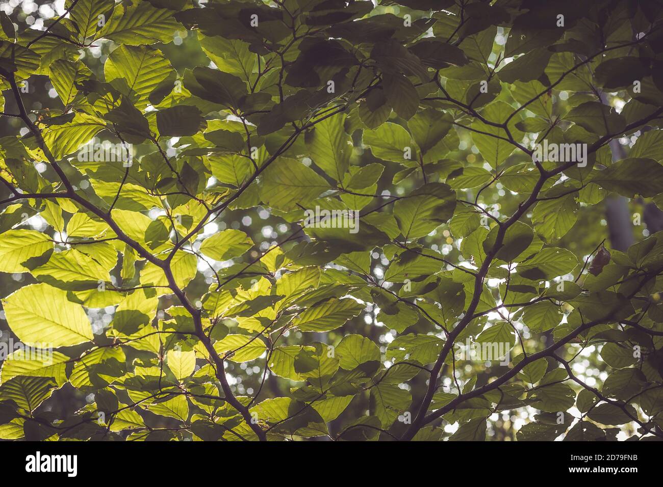 Trees in the sunshine Stock Photo - Alamy