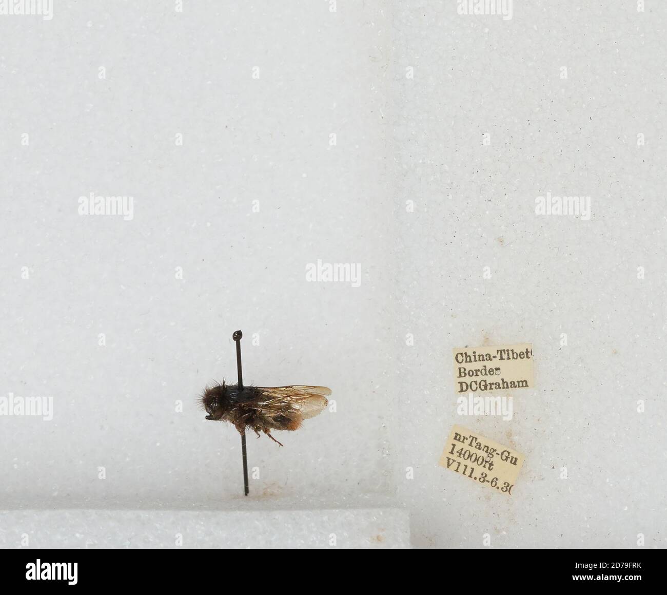 China-Tibet Border near Tang-Gu, China, Bombus sp., Animalia ...