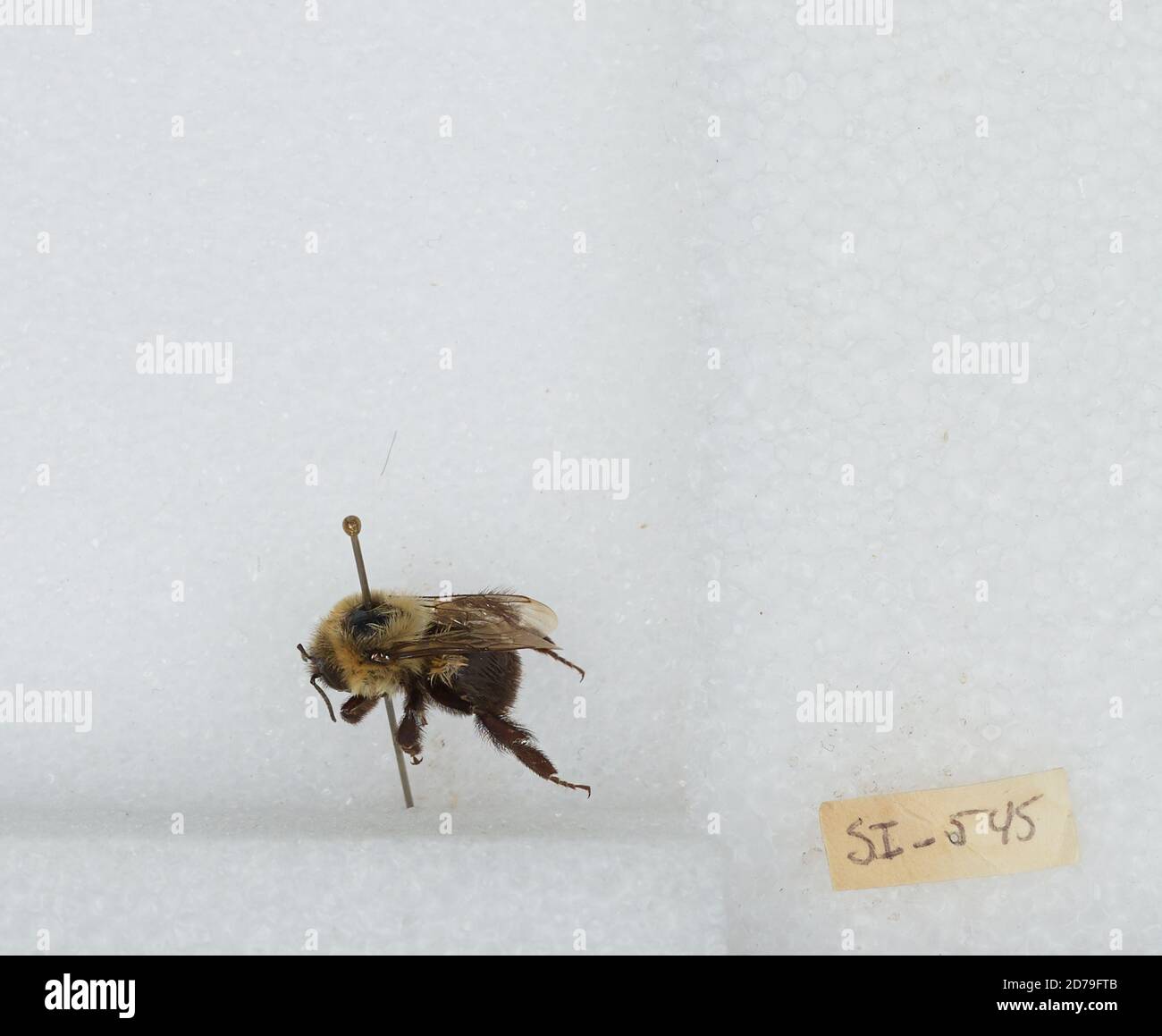 Bombus sp., Animalia, Arthropoda, Insecta, Hymenoptera, Apidae, Apinae ...