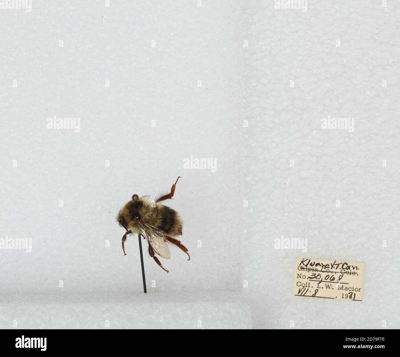 Kluane, Yukon Territory, Canada, Bombus bifarius nearcticus, Animalia ...