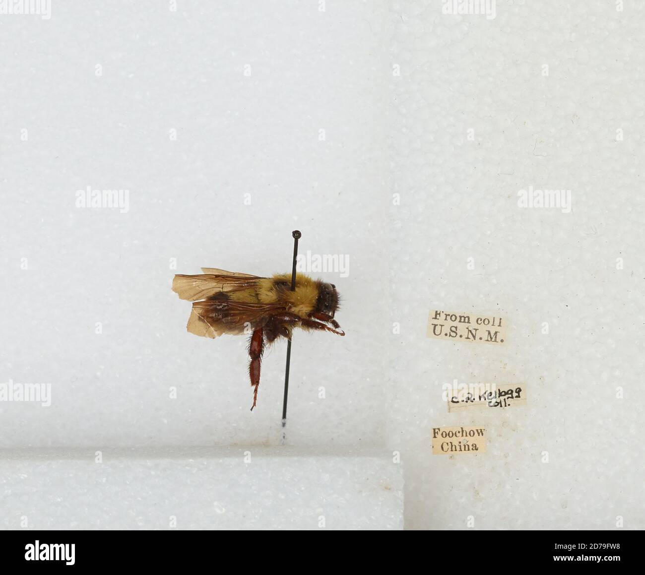 Fuzhou, Fujian, China, Bombus sp., Animalia, Arthropoda, Insecta ...