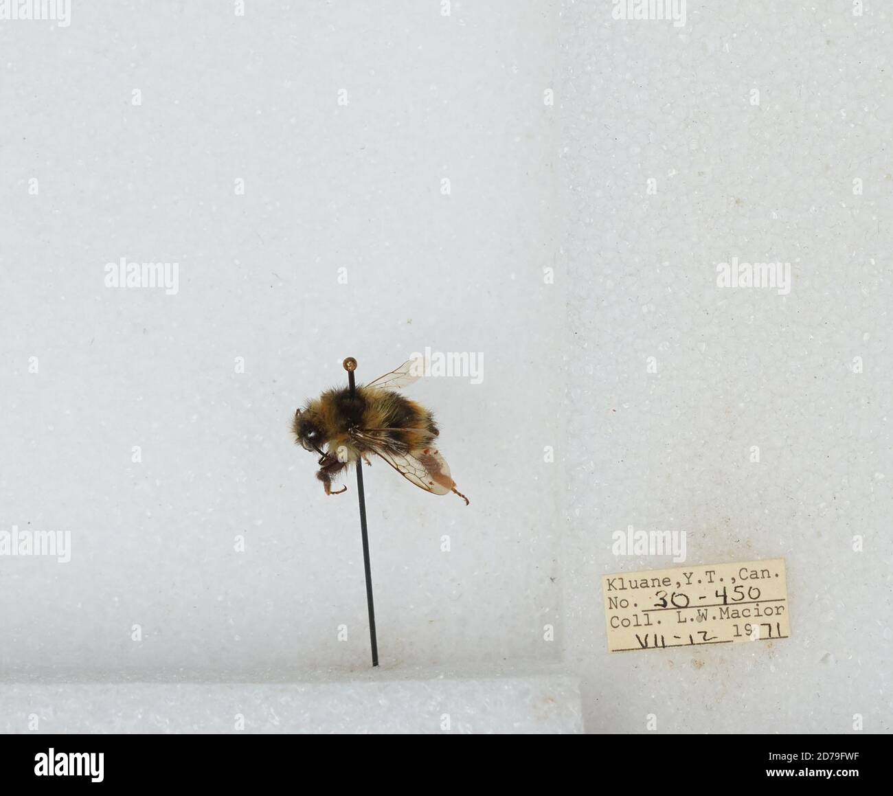 Kluane, Yukon Territory, Canada, Bombus bifarius nearcticus, Animalia ...