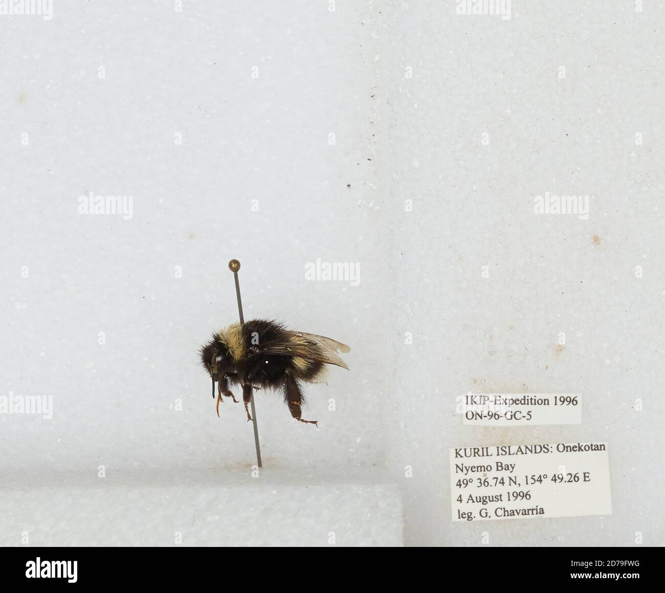 Onekotan Island, Nyemo Bay, Kuril Islands, Sakhalin, Russia, Bombus sp ...