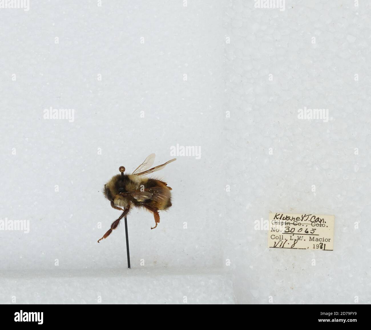 Kluane, Yukon Territory, Canada, Bombus bifarius nearcticus, Animalia ...