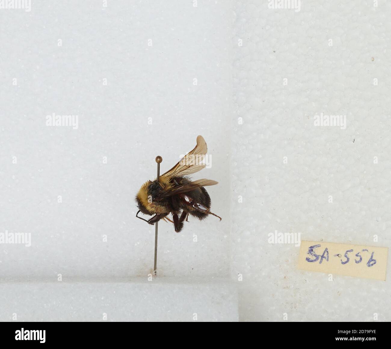 Bombus sp., Animalia, Arthropoda, Insecta, Hymenoptera, Apidae, Apinae ...