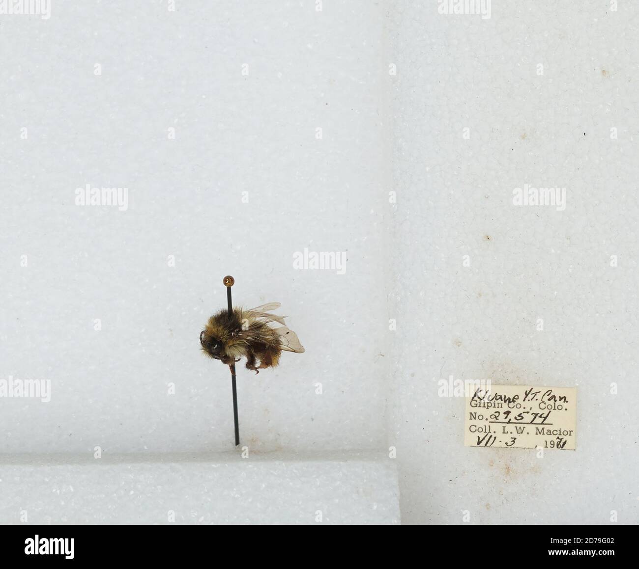 Kluane, Yukon Territory, Canada, Bombus bifarius nearcticus, Animalia ...