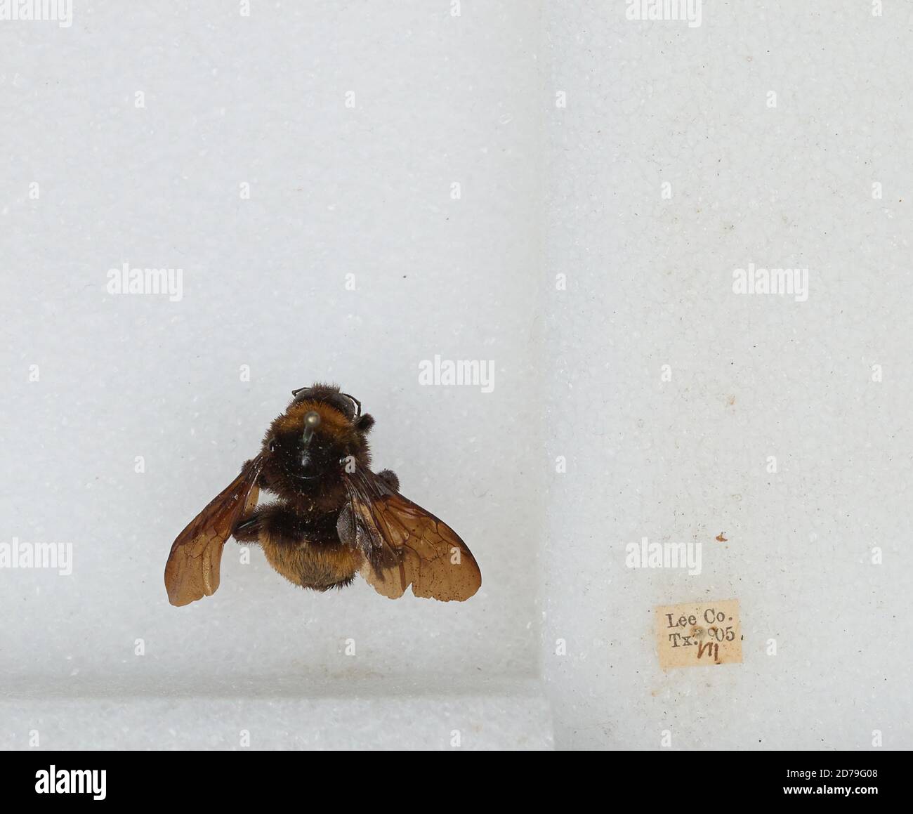 Lee, Texas, United States, Bombus sp., Animalia, Arthropoda, Insecta ...