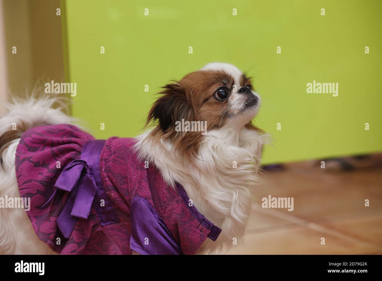 Decorative breed of dogs. A small domestic dog. The dog under the bed ...