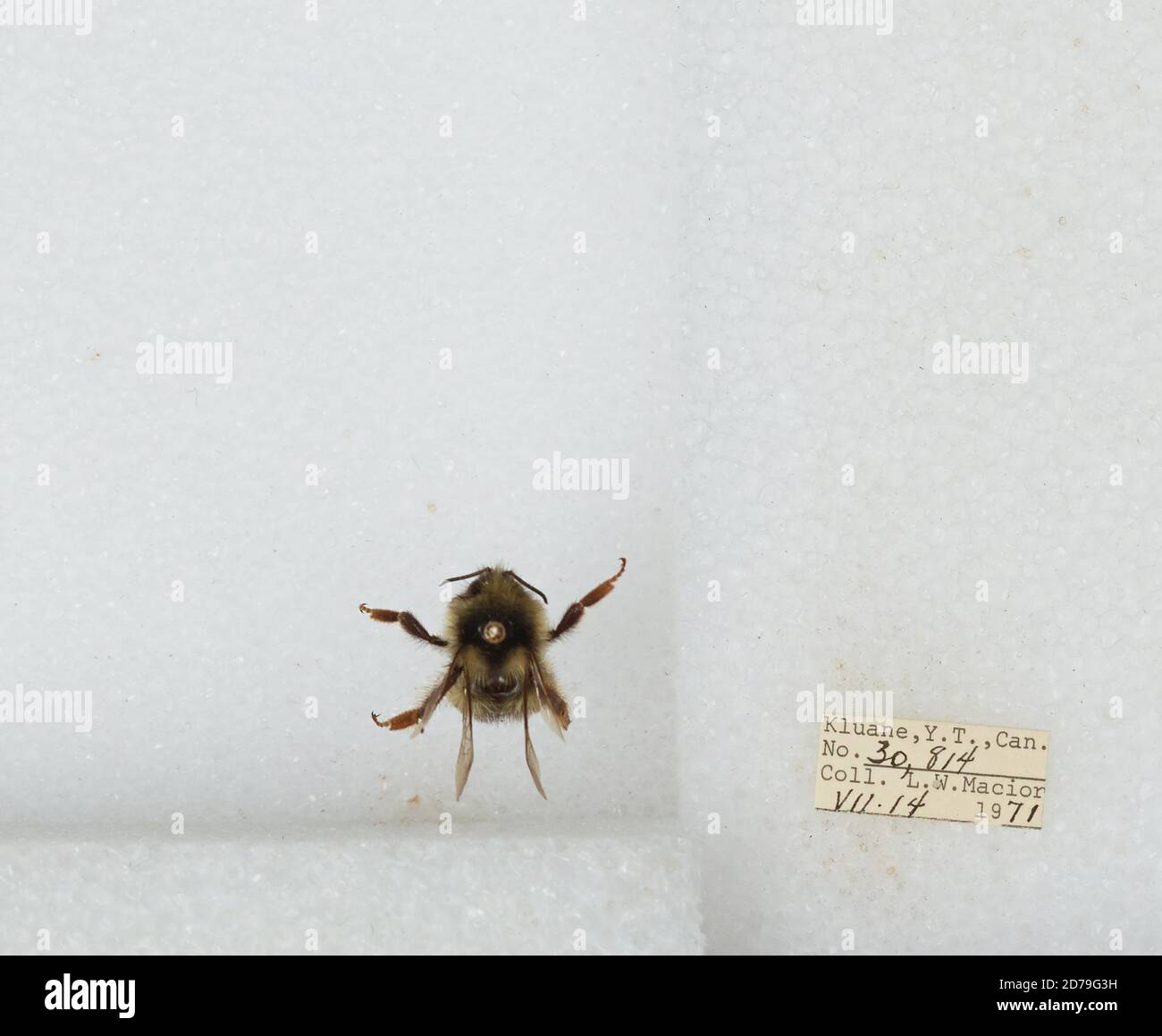 Kluane, Yukon Territory, Canada, Bombus bifarius nearcticus, Animalia ...