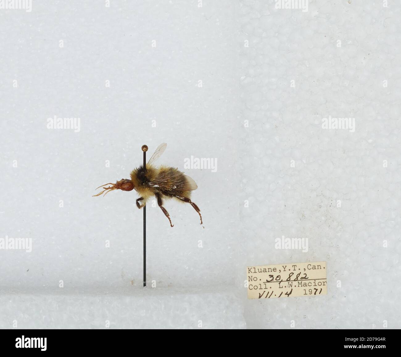 Kluane, Yukon Territory, Canada, Bombus bifarius nearcticus, Animalia, Arthropoda, Insecta ...