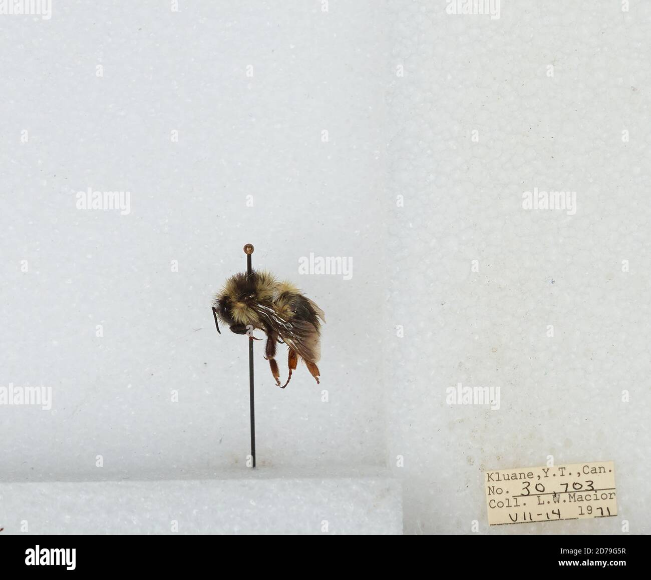 Kluane, Yukon Territory, Canada, Bombus bifarius nearcticus, Animalia ...