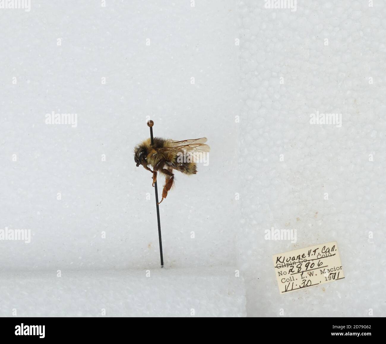 Kluane, Yukon Territory, Canada, Bombus bifarius nearcticus, Animalia ...