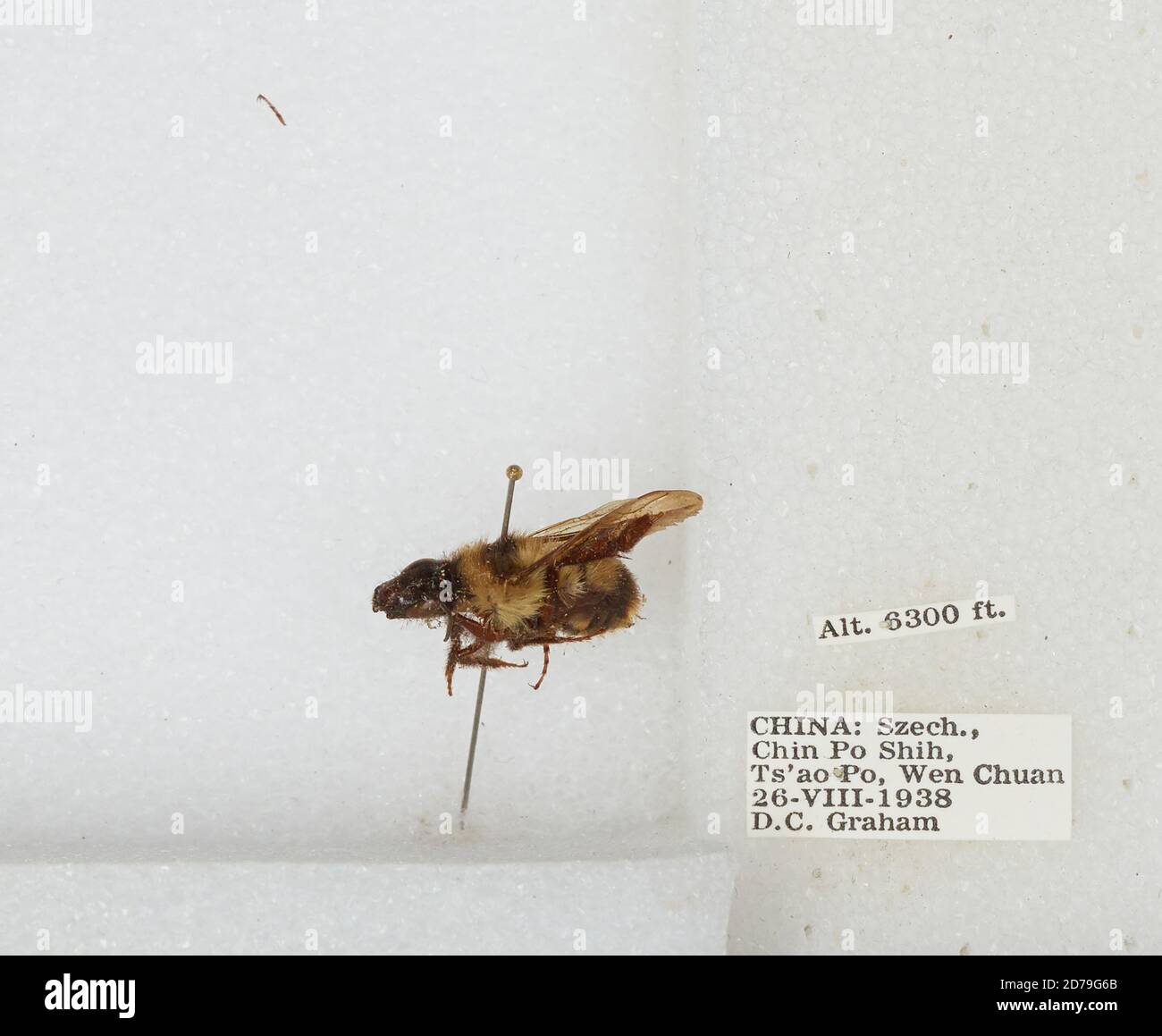 Chin po shih tsao po hi-res stock photography and images - Alamy