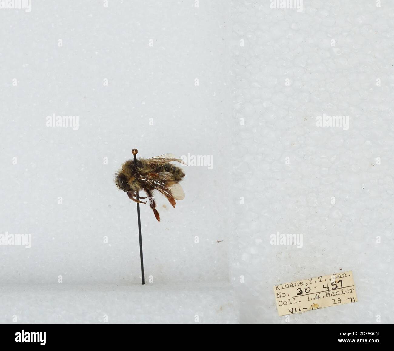 Kluane, Yukon Territory, Canada, Bombus bifarius nearcticus, Animalia, Arthropoda, Insecta ...