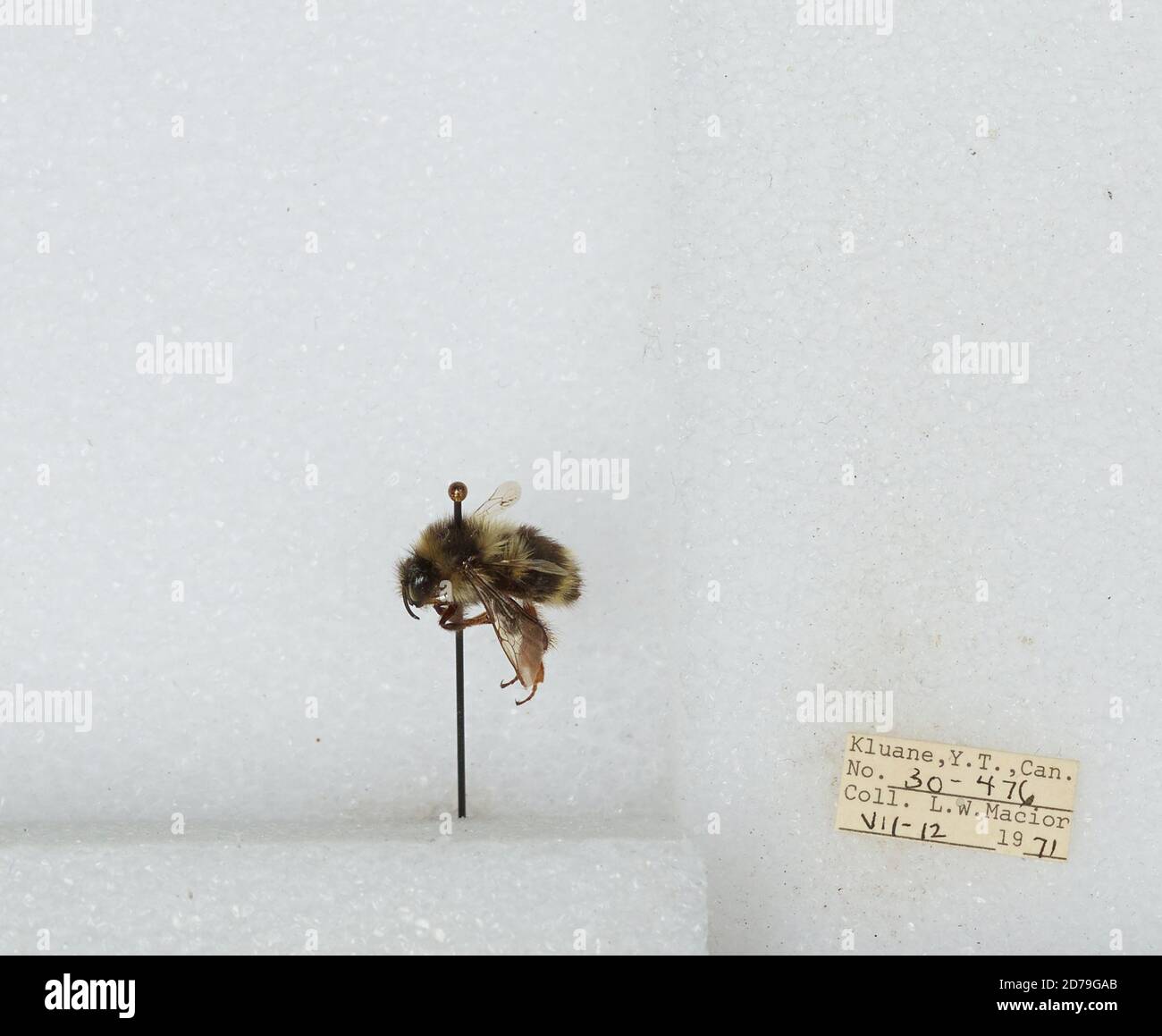 Kluane, Yukon Territory, Canada, Bombus bifarius nearcticus, Animalia ...