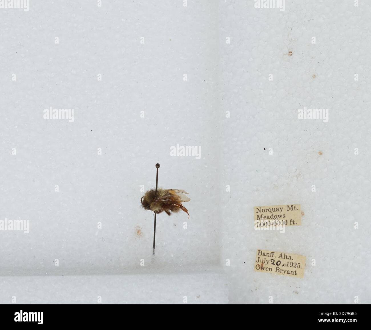 meadows on Mount Norquay, Banff National Park of Canada, Alberta ...