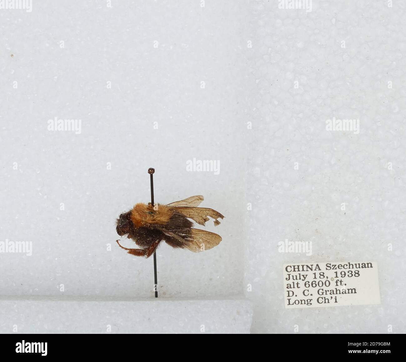 Long Ch'i, Sichuan, China, Bombus sp., Animalia, Arthropoda, Insecta ...