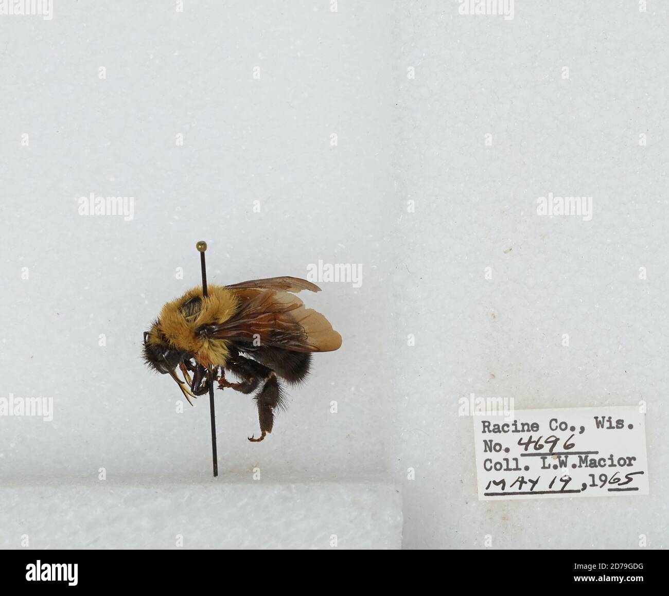 Racine, Wisconsin, United States, Bombus (Pyrobombus) bimaculatus ...