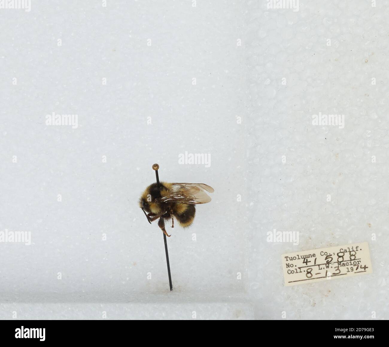 Tuolumne, California, United States, Bombus bifarius nearcticus ...