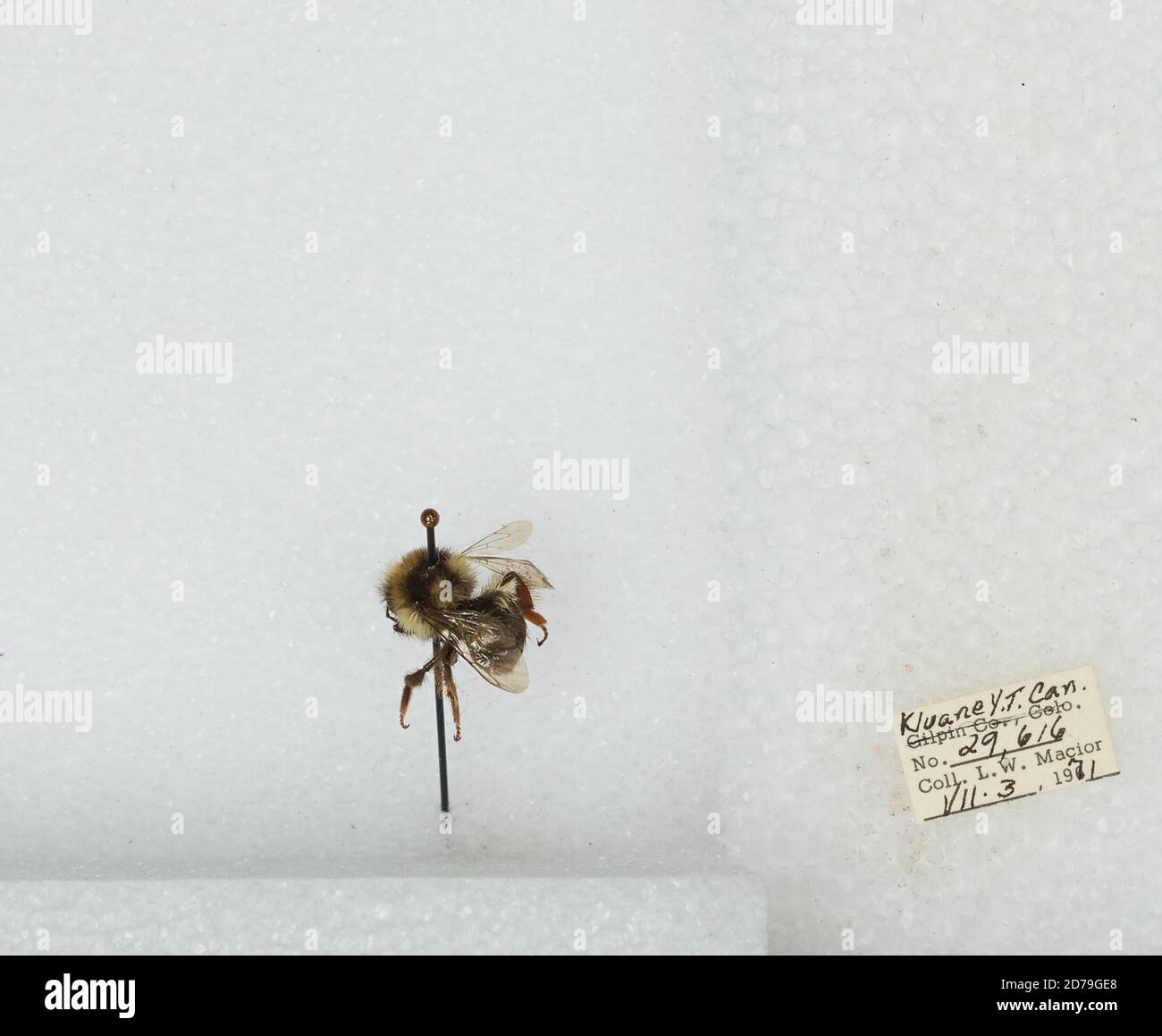 Kluane, Yukon Territory, Canada, Bombus bifarius nearcticus, Animalia ...