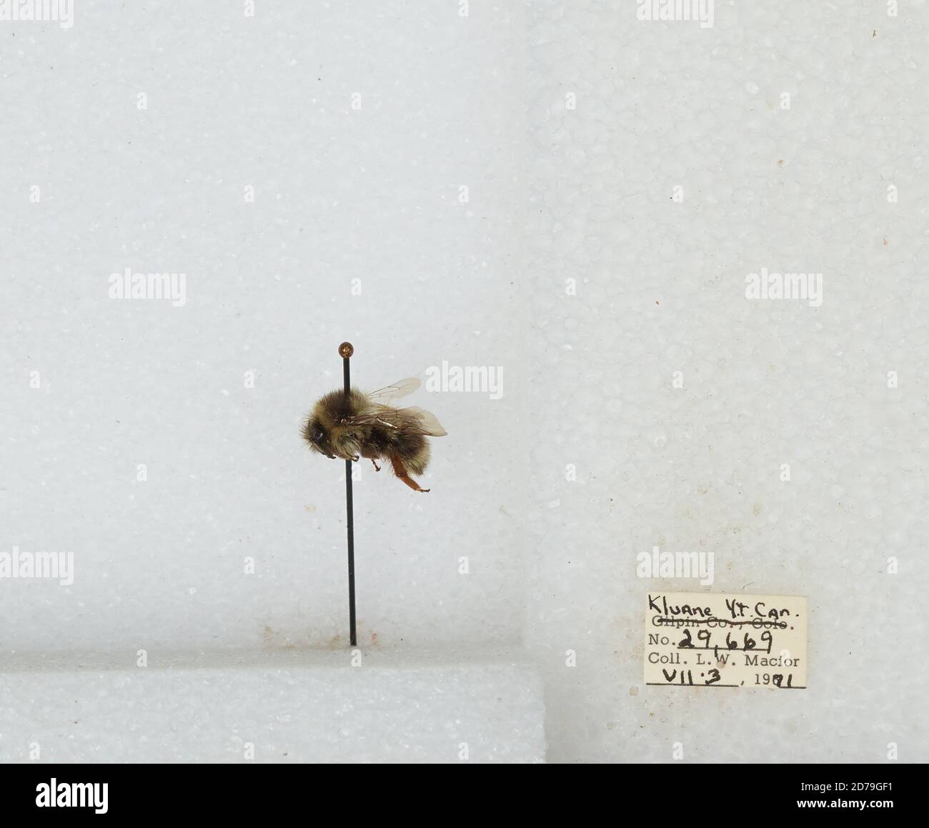 Kluane, Yukon Territory, Canada, Bombus bifarius nearcticus, Animalia ...