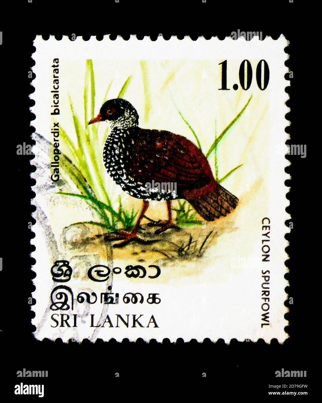 Sri lanka spurfowl hi-res stock photography and images - Alamy