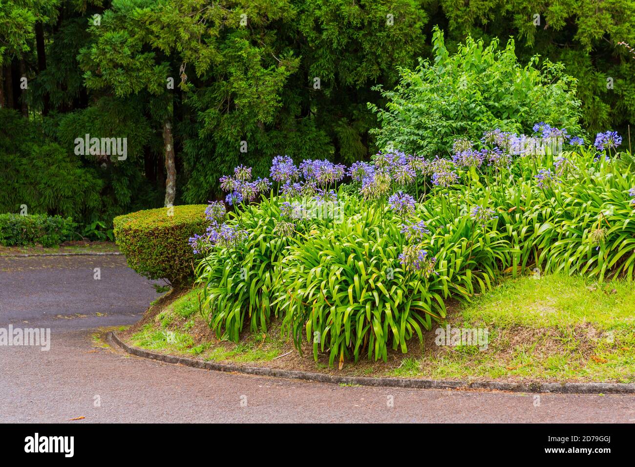 Path in Azorean forest with blue hydrangea flowers and rich green ...