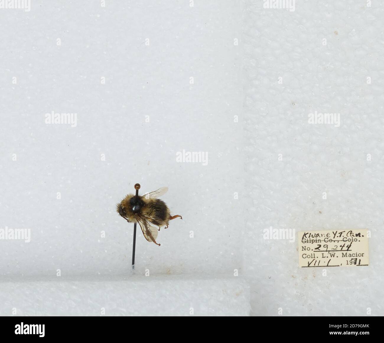 Kluane, Yukon Territory, Canada, Bombus bifarius nearcticus, Animalia ...