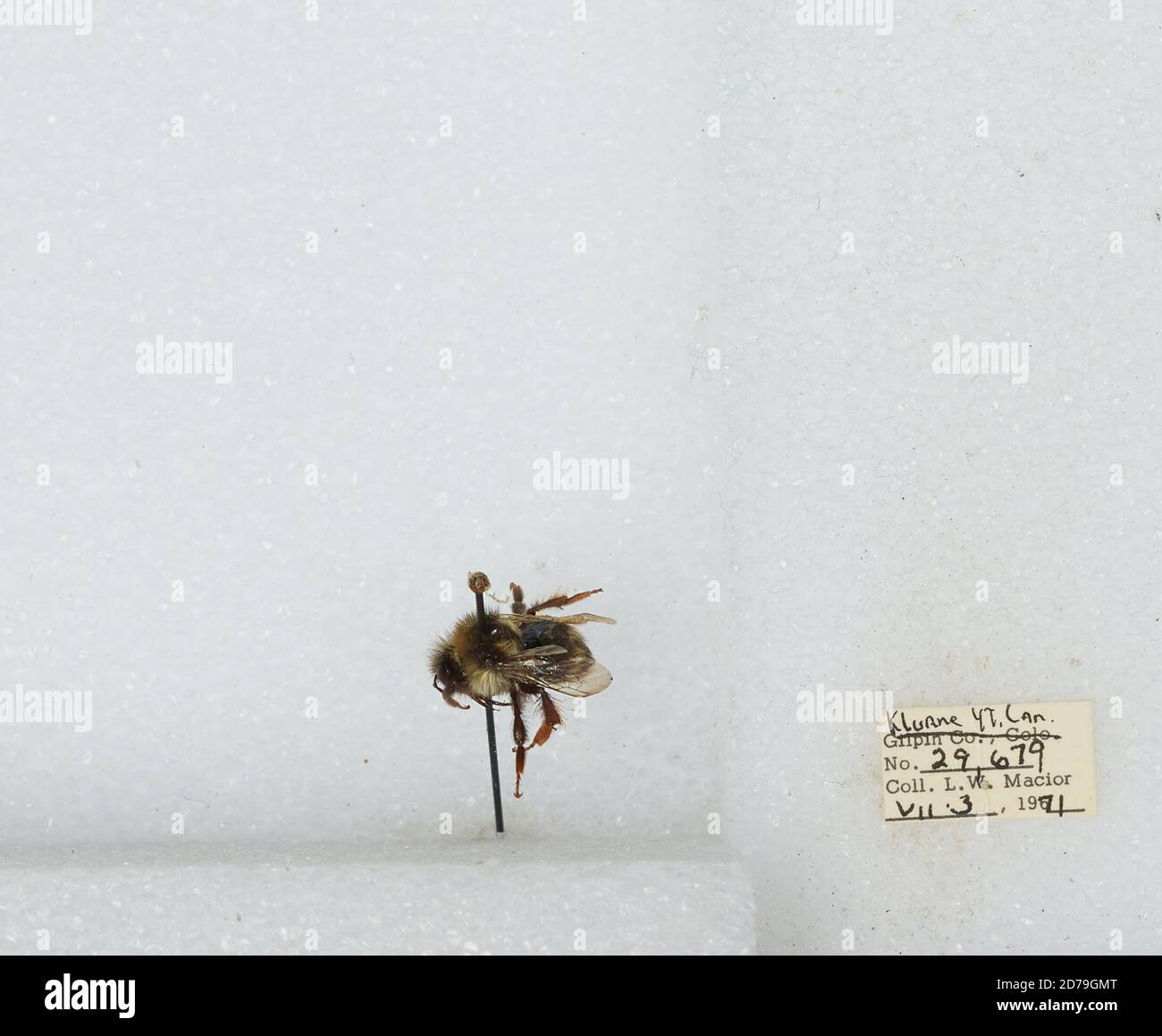 Kluane, Yukon Territory, Canada, Bombus bifarius nearcticus, Animalia ...