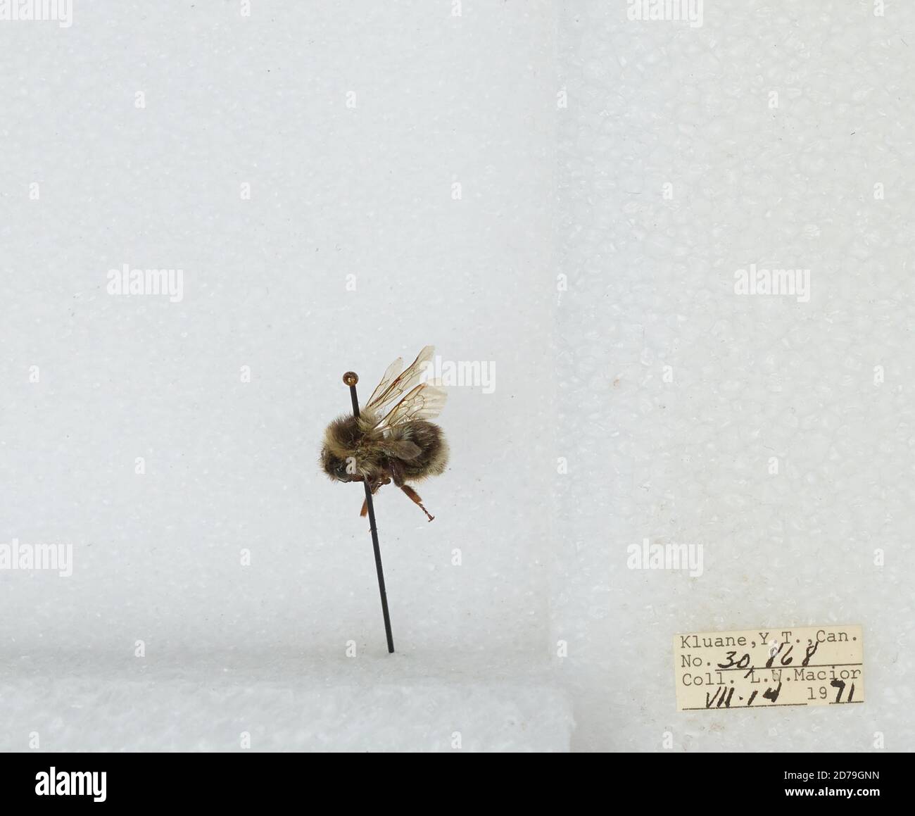 Kluane, Yukon Territory, Canada, Bombus bifarius nearcticus, Animalia ...